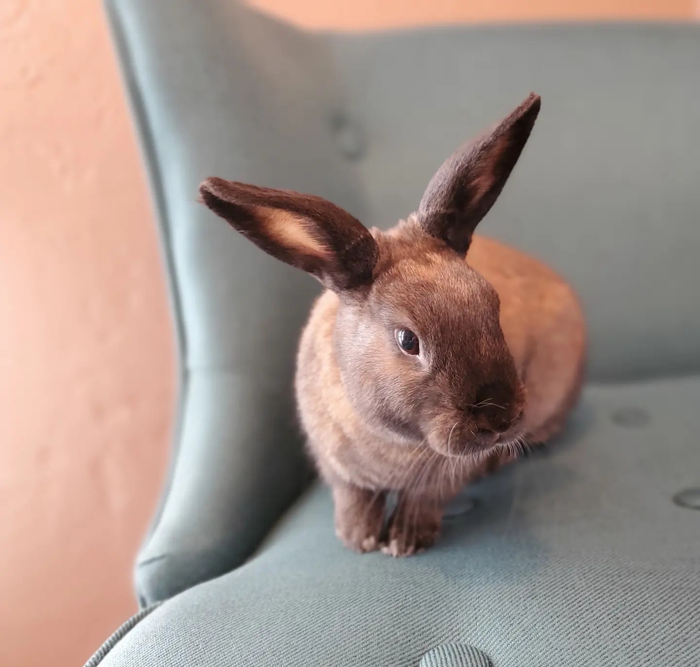 Acorn | Los Angeles Rabbits