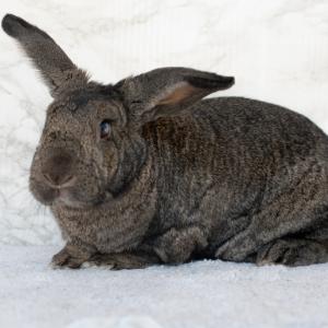 Los Angeles Rabbits | Adopt