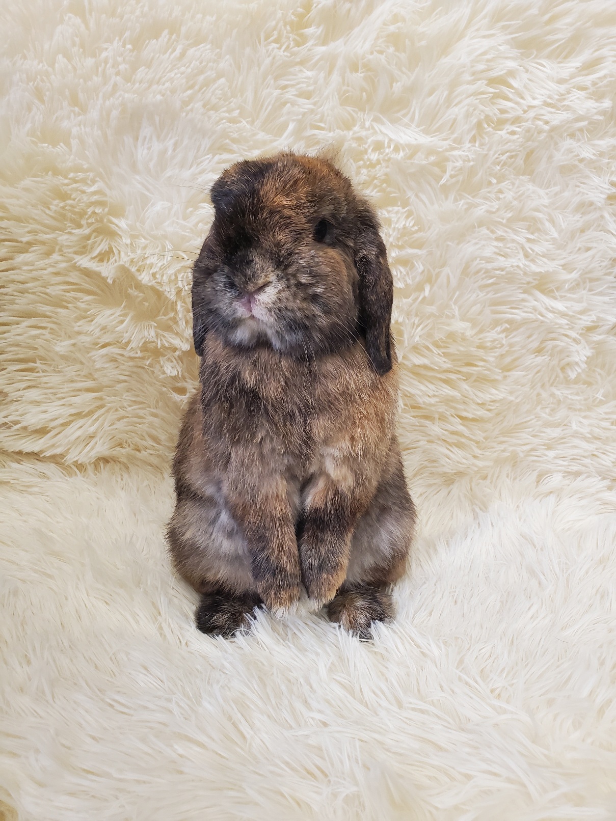 Gints | Los Angeles Rabbits