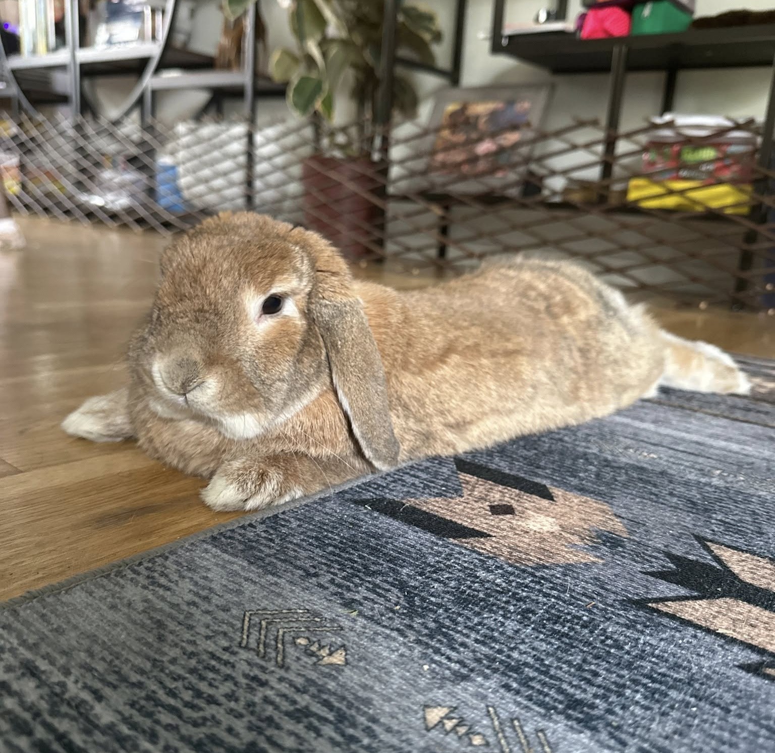 Leona | Los Angeles Rabbits