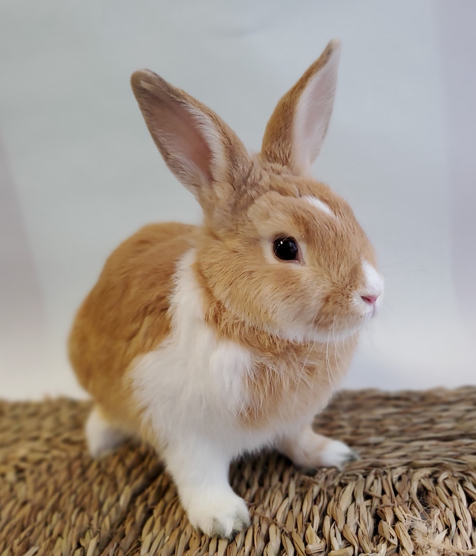 Los Angeles Rabbits | Adopt