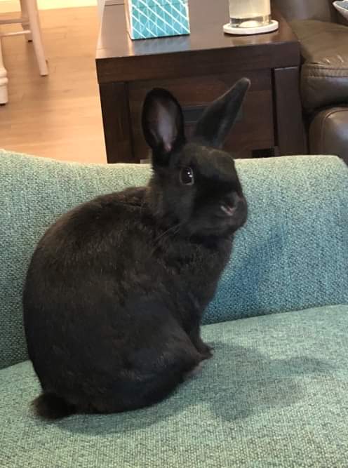 Mochi | Los Angeles Rabbits