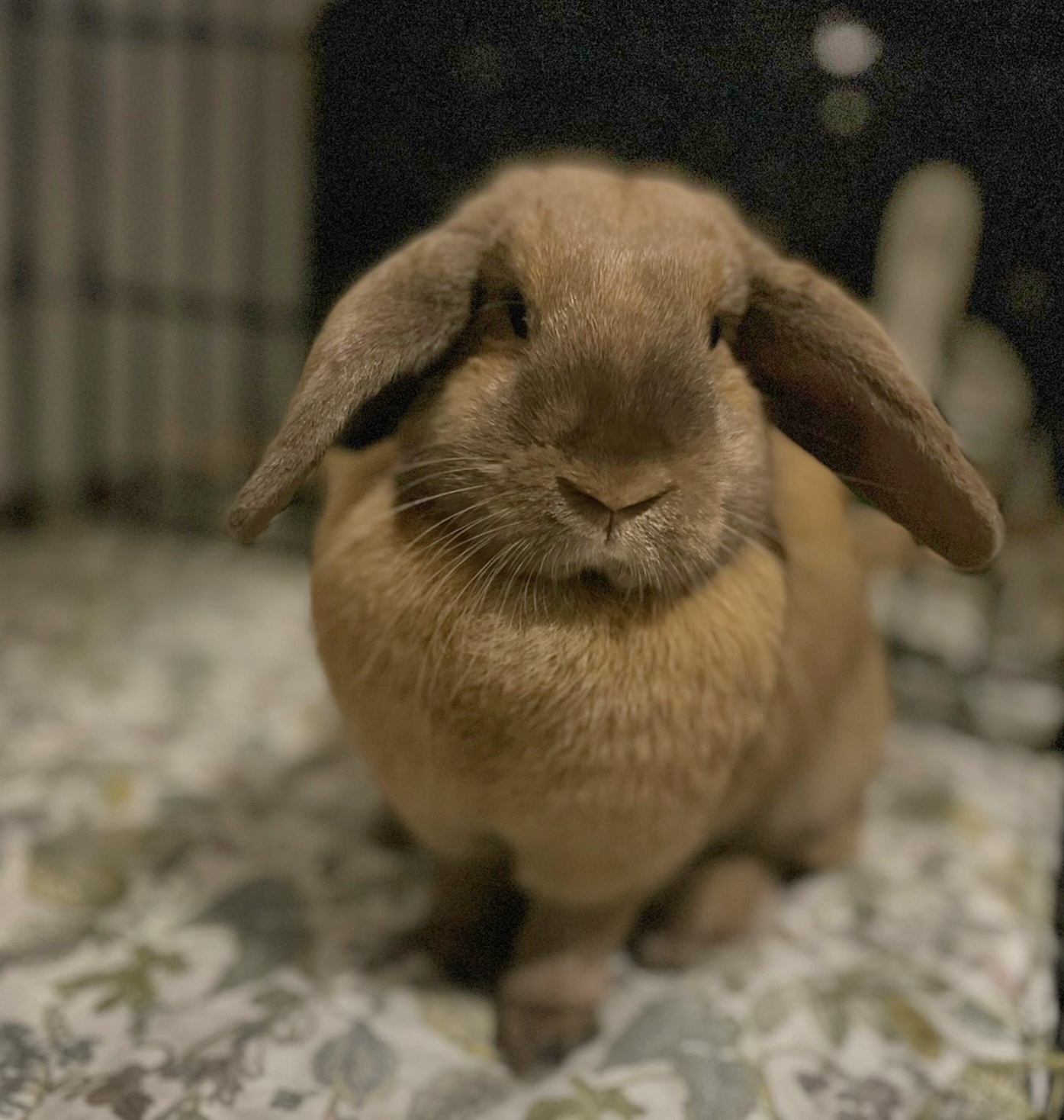 Brown Mini Lop