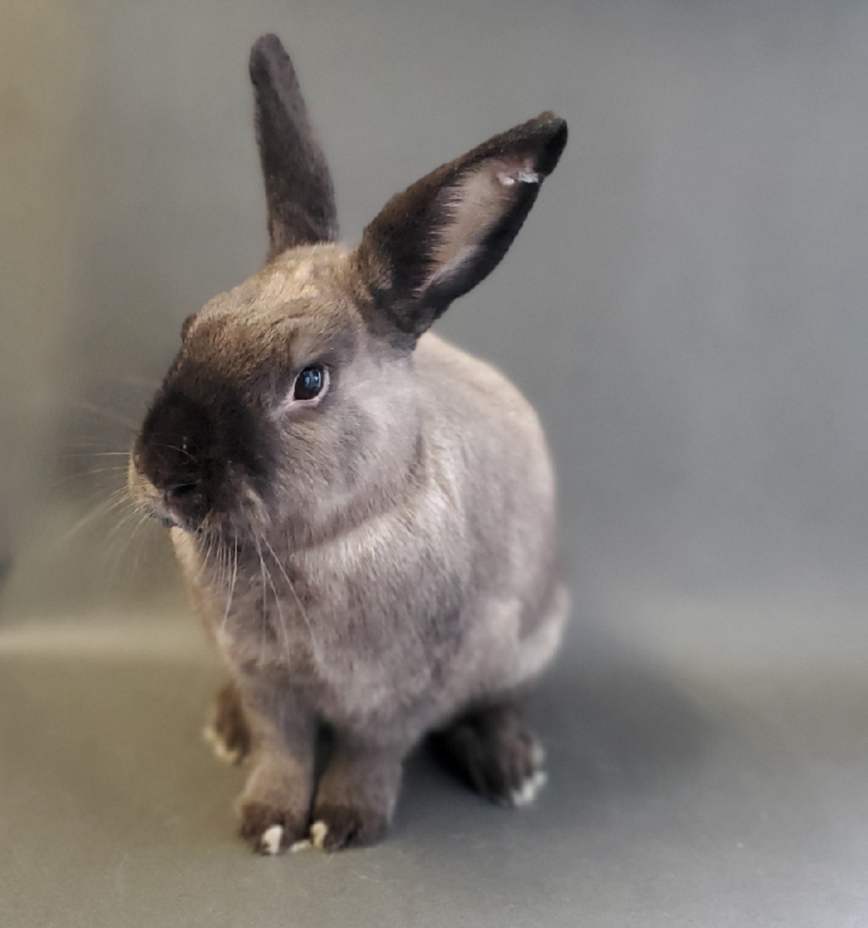 Oatmeal | Los Angeles Rabbits