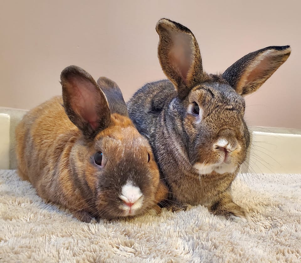 Pickles & Miso | Los Angeles Rabbits